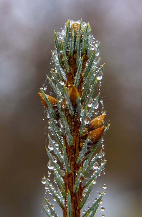 Dewy morning in the park stock image. Image of plant - 234132113