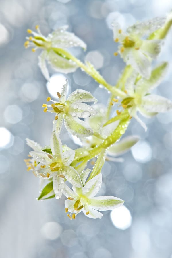 Edelweiss Flower on a Piece of Wood Stock Image - Image of blossom ...