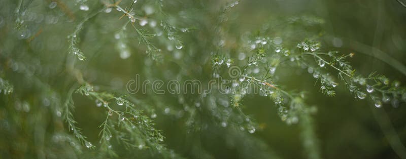 Fresh Dewy Plants and a Bokeh Background Stock Photo - Image of grass ...