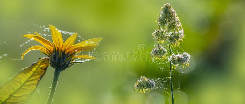 A Dewy Plants with Nice Soft Artistic Bokeh Stock Photo - Image of ...