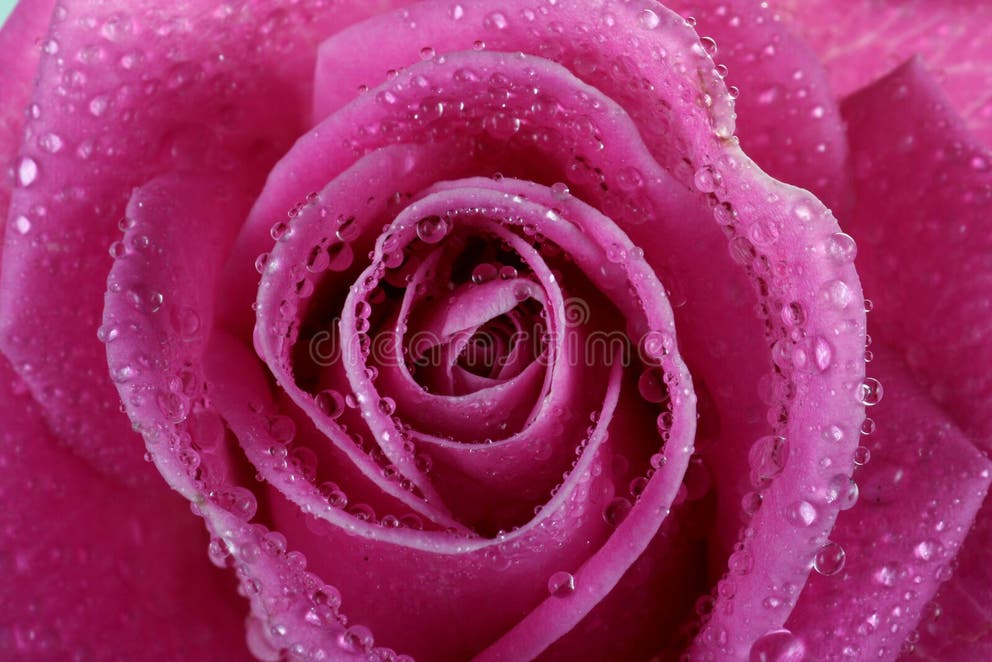 Dewy rose stock image. Image of grow, outdoor, dewy, blooming - 1712071