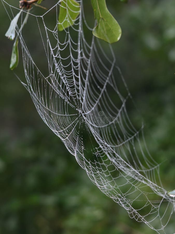 Dewy Spider Web Hanging on a Tree Branch. Stock Image - Image of blurry ...