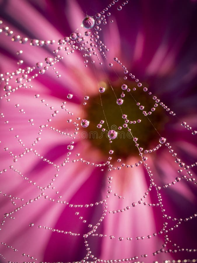 Dewy Spider Web stock image. Image of spiderweb, flowers - 90874133