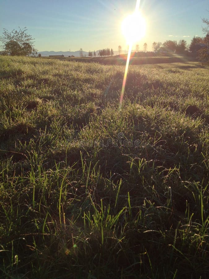 Dewy sunrise stock photo. Image of sunrise, field, grass - 45629494