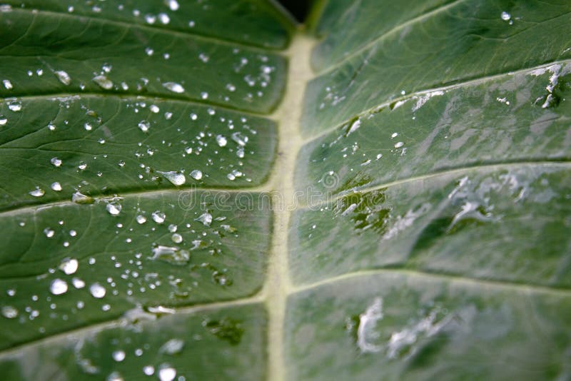 Dewy taro leaf stock photo. Image of branch, tree, freezing - 246897788