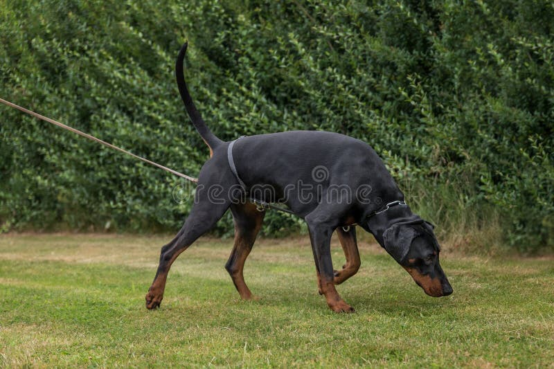 Schutzhund Tracking Dog Stock Photos - Free & Royalty-Free Stock Photos ...