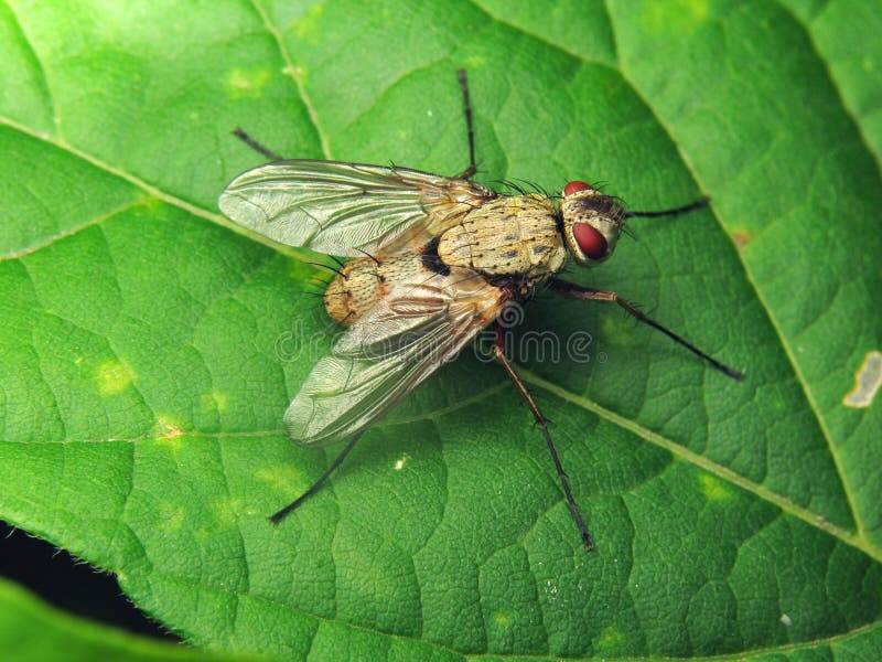 Dexia rustica stock photo. Image of rustica, insecta, eyes - 8740468