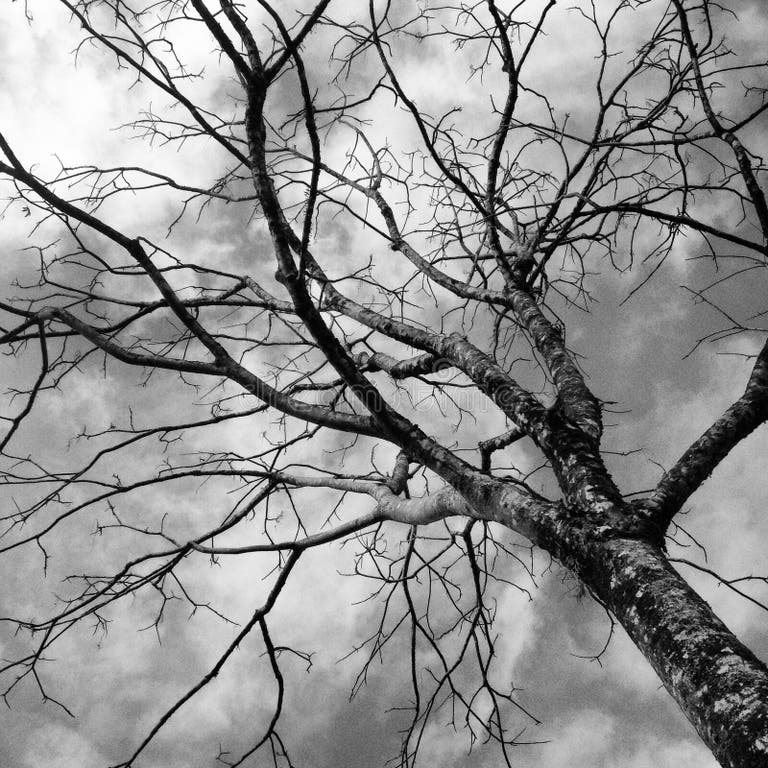 Dey tree stock image. Image of fresh, naultural, black - 45183161