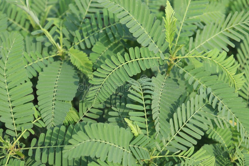 Dhaincha Tree on Farm for Fueling Stock Image - Image of pattern ...
