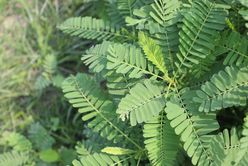 Dhaincha Tree on Farm for Fueling Stock Image - Image of natural, bush ...
