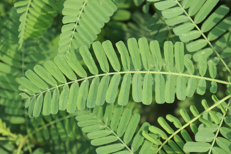 Dhaincha Tree on Farm for Fueling Stock Image - Image of wallpaper ...