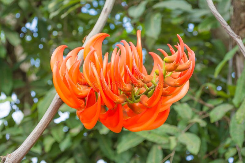 Dhak flower stock photo. Image of jungle, orange, curved - 45185688