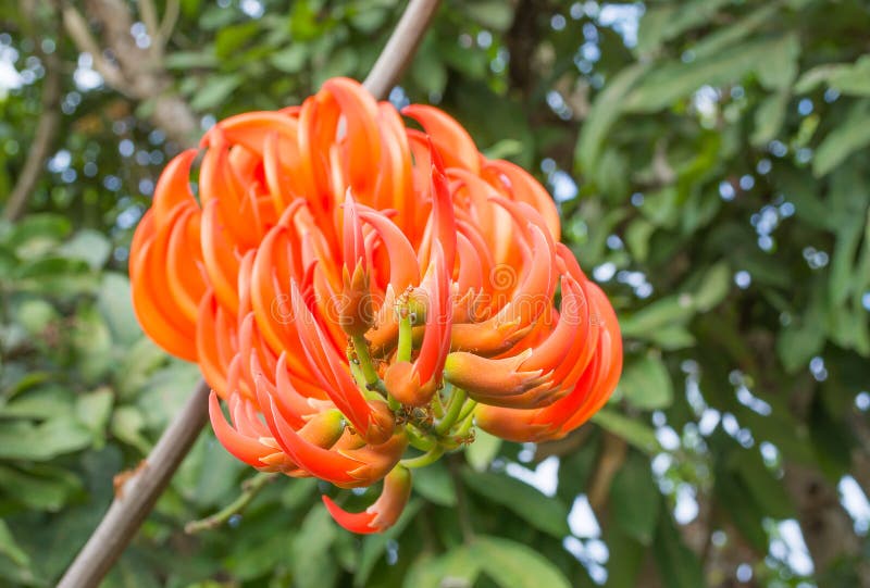 Dhak flower stock image. Image of butea, erythrina, beak - 45185697