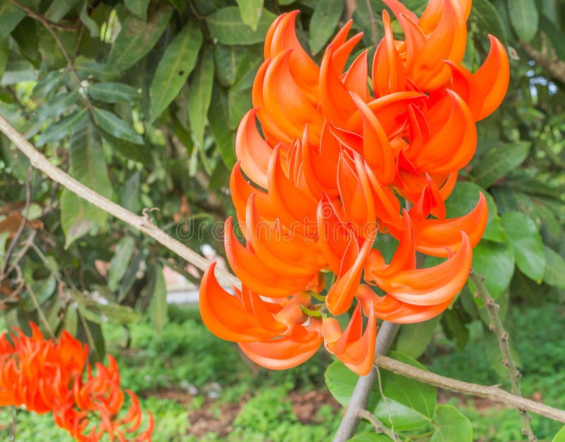 Dhak flower stock image. Image of forest, nature, five - 45185727