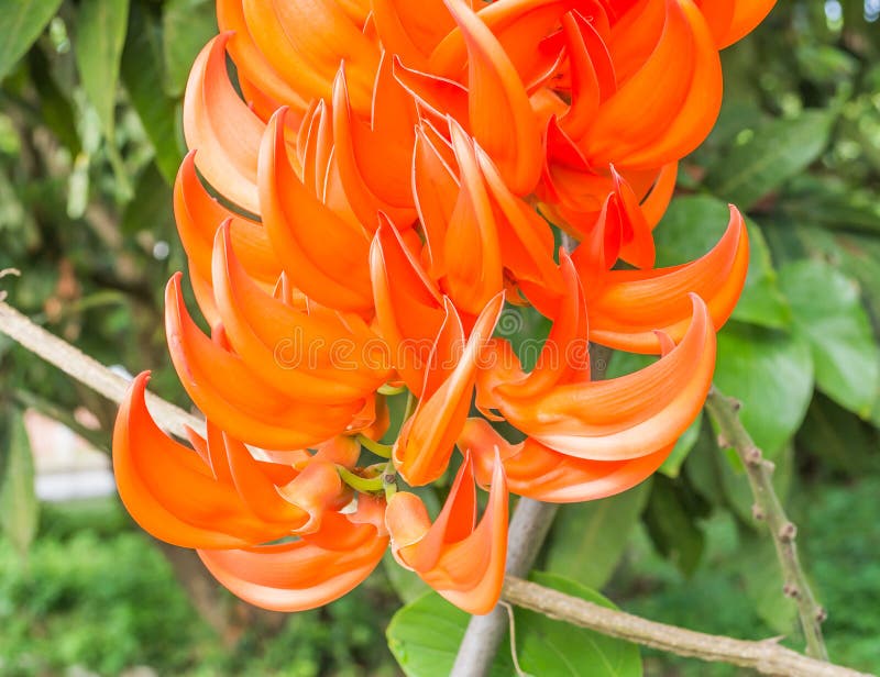 Dhak flower stock image. Image of color, curved, keel - 45185735