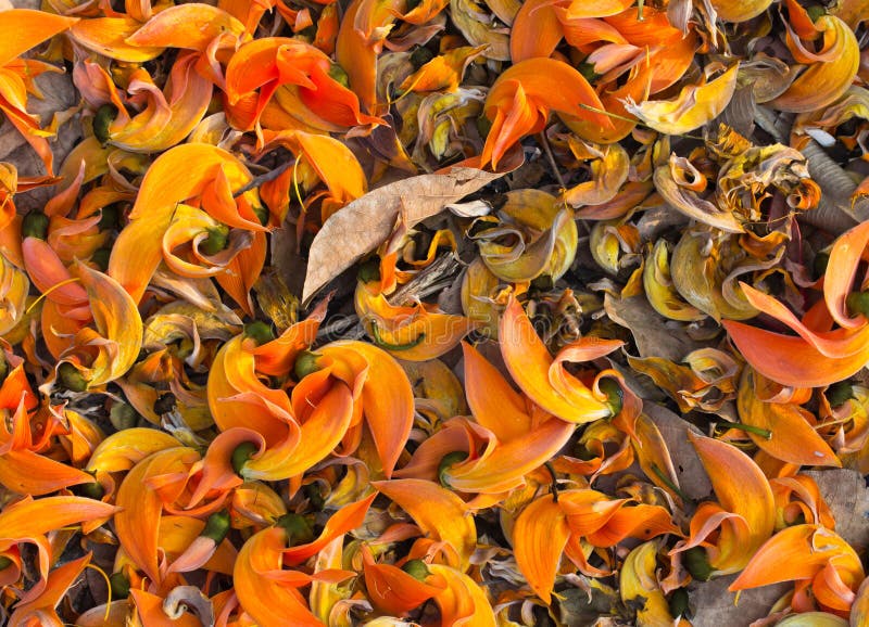 Dhak Flower Red Drop in Ground Stock Image - Image of dhak, autumn ...