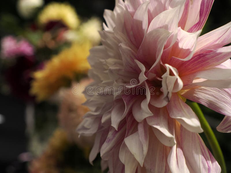 Dhalia Flower Close Up Detail Stock Image - Image of fresh, environment ...