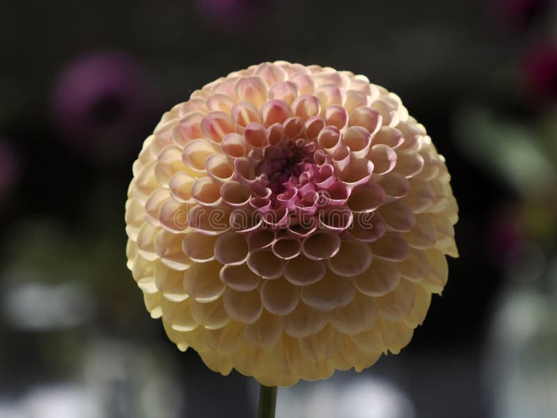 Dhalia Flower Close Up Detail Stock Photo - Image of season, botany ...