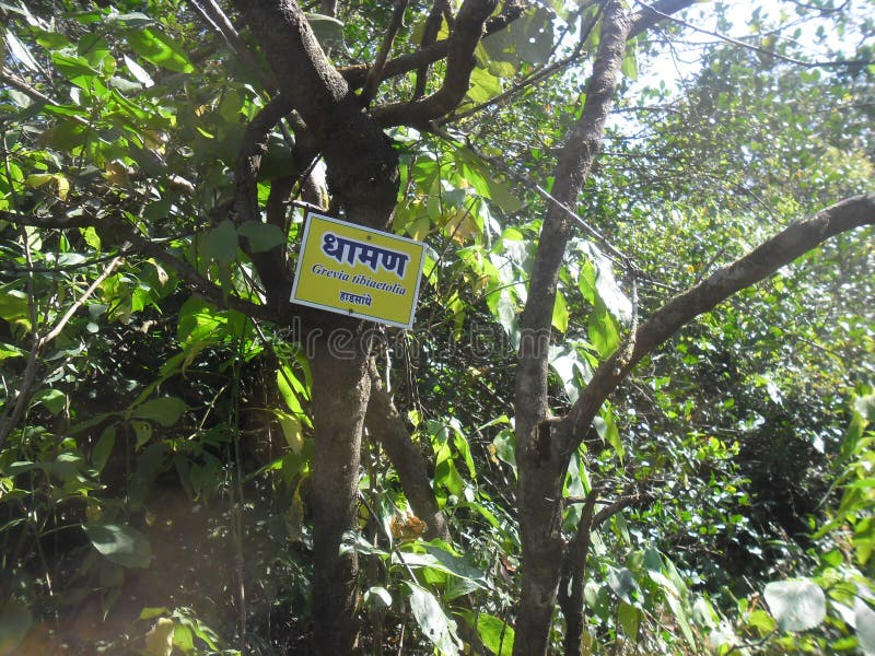 Dhaman Tree Means Grevia Tibiaetolia Stock Photo - Image of real, bone ...