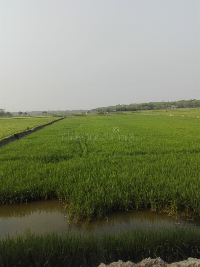 295 Dhan Stock Photos - Free & Royalty-Free Stock Photos from Dreamstime