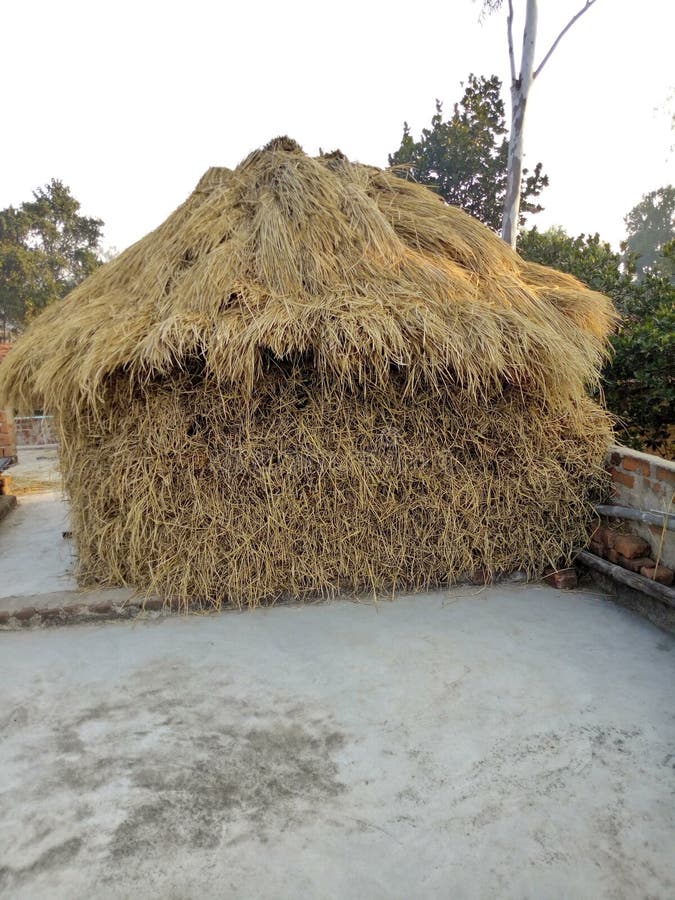 Dhan pumal stock photo. Image of village, dhan, jharkhand - 171817198