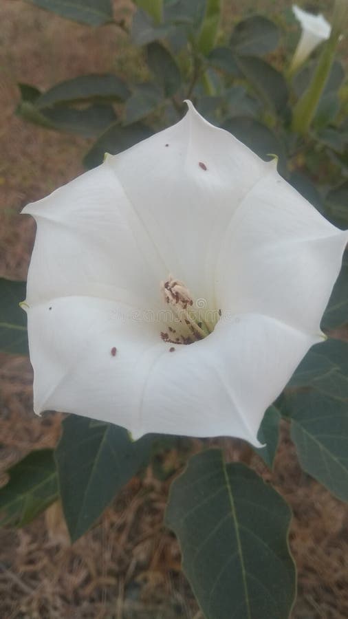 Dhatura Flowers and Wallpapers India Orginals Stock Image - Image of ...