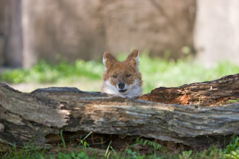 Ussuri Dhole (Cuonalpinusalpinusen) Arkivfoto - Bild av vild, natur ...