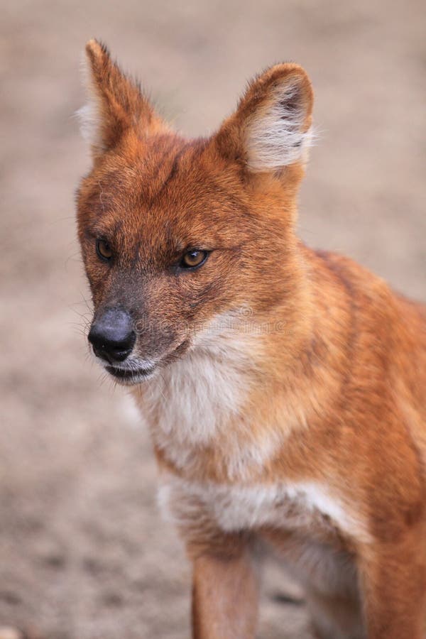 Dhole stock photo. Image of biting, carnivore, perilous - 947224