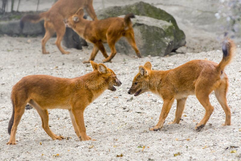 Een Dhole Die Ook Als Een Rode Hond Wordt Bekend Stock Foto - Image of ...