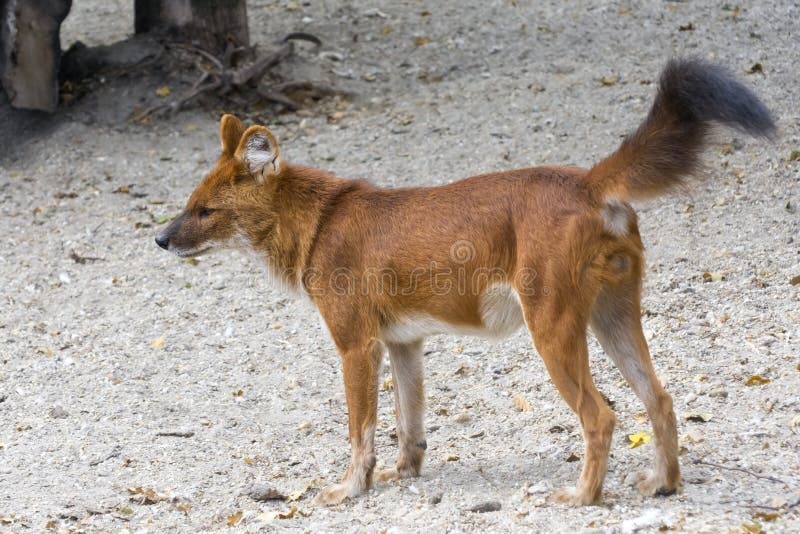 Dhole (Cuon alpinus) stock photo. Image of asiatic, asian - 46182486