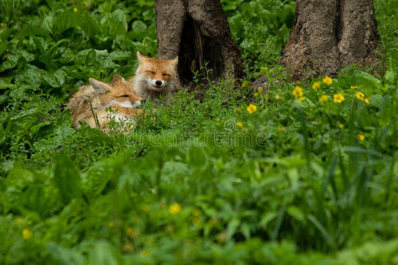 Dhole Known As Red Dog in the Forest Stock Photo - Image of canine ...