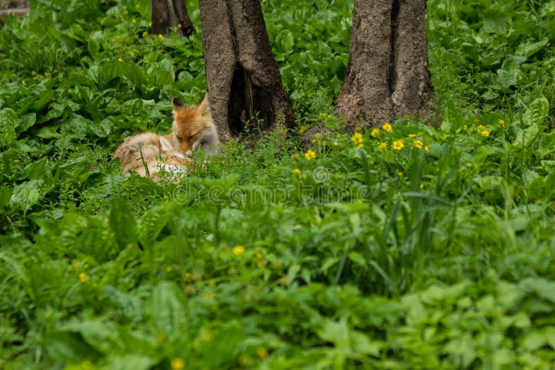 Dhole Known As Red Dog in the Forest Stock Photo - Image of aggression ...