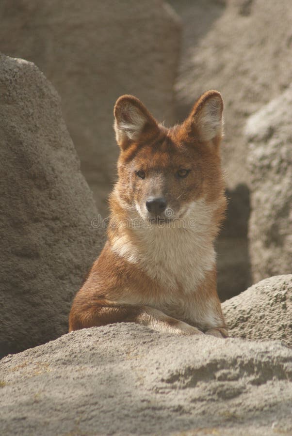 Dhole - Lepturus Del Alpinus Del Cuon Foto de archivo - Imagen de perro ...