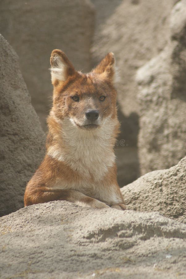 Dhole - Lepturus Del Alpinus Del Cuon Foto de archivo - Imagen de perro ...