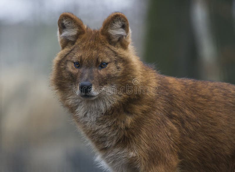Dhole stock photo. Image of biting, carnivore, perilous - 947224