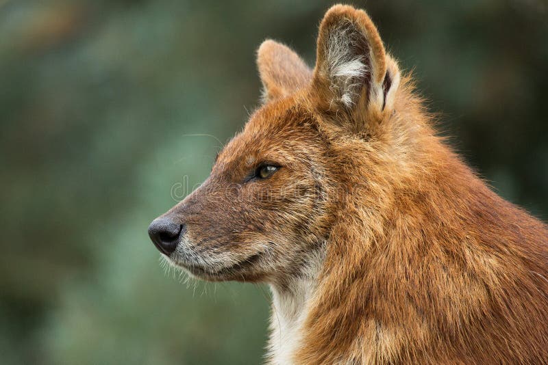 Dhole portrait stock photo. Image of earth, environment - 39730288