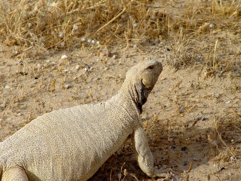 Dhub Lizard stock image. Image of reptile, lizard, soft - 7124831