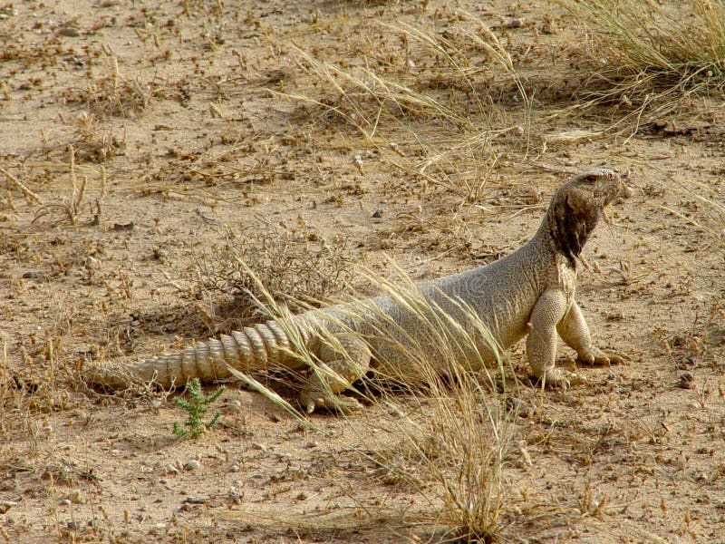 Dhub Lizard Kuwait stock image. Image of spiny, body, wildlife - 6080019