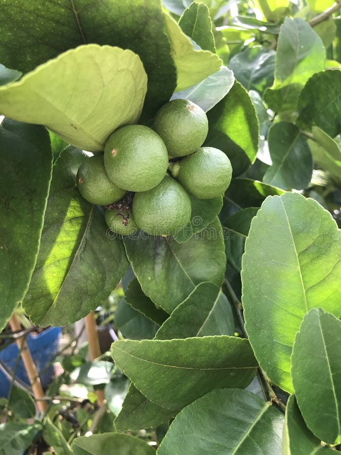 Di limetta fotografia stock. Immagine di alimento, siliceo - 97226842