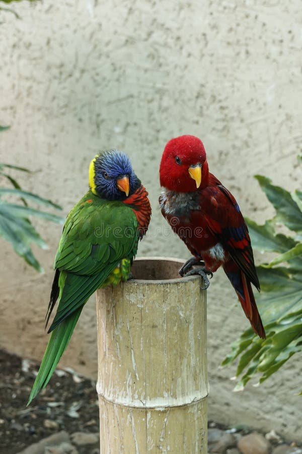 Il Pappagallo Multicolore Di Lorikeet Dell'arcobaleno Si Siede Su Una ...
