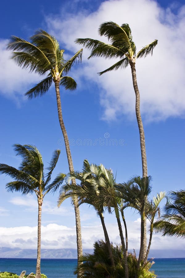 Dia ventoso imagem de stock. Imagem de polinésia, palma - 8286699
