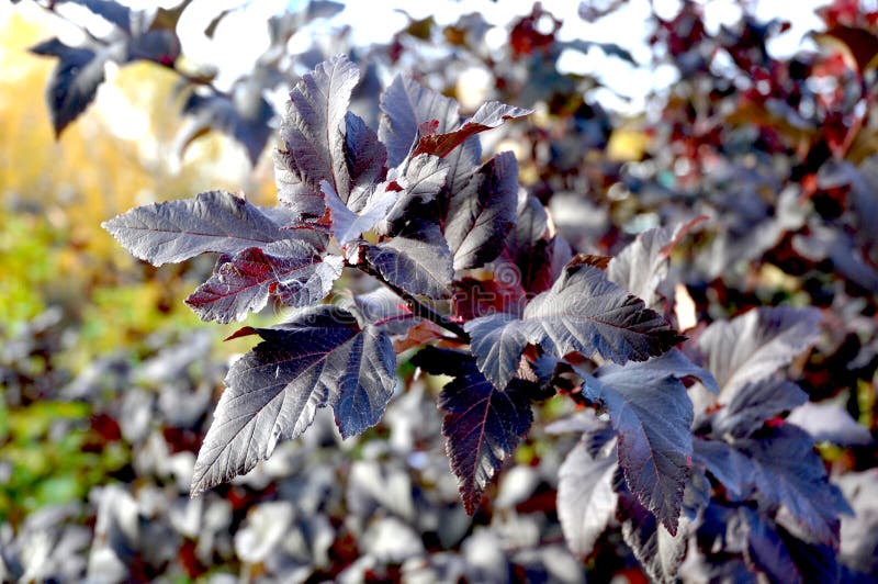 Diablo Ninebark - Physocarpus Opulifolius Stock Image - Image of ...