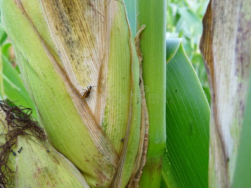 Diabrotica is a Pest in Corn Fields in the Natural Environment Stock ...