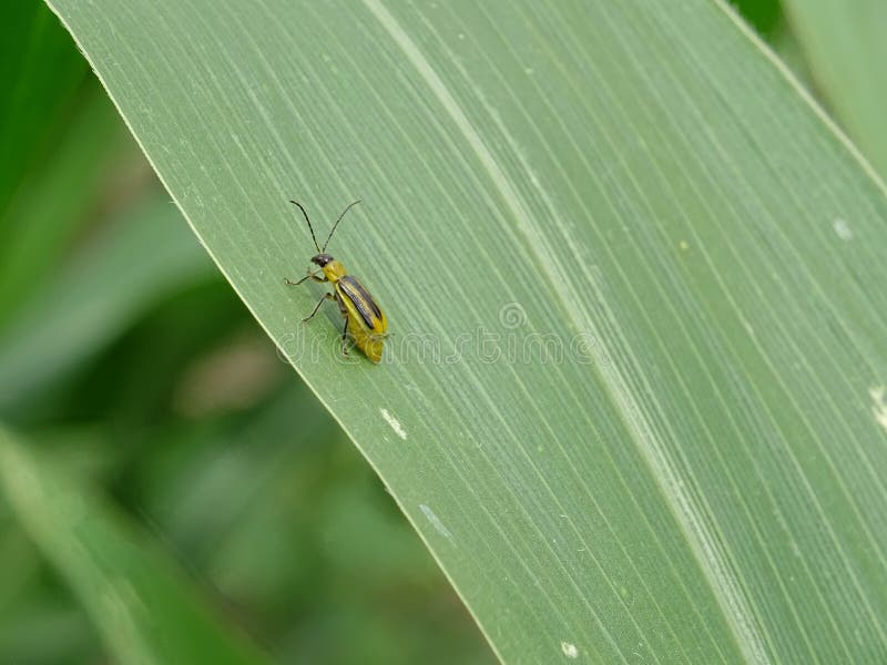 Corn Leafhopper Stock Photos - Free & Royalty-Free Stock Photos from ...