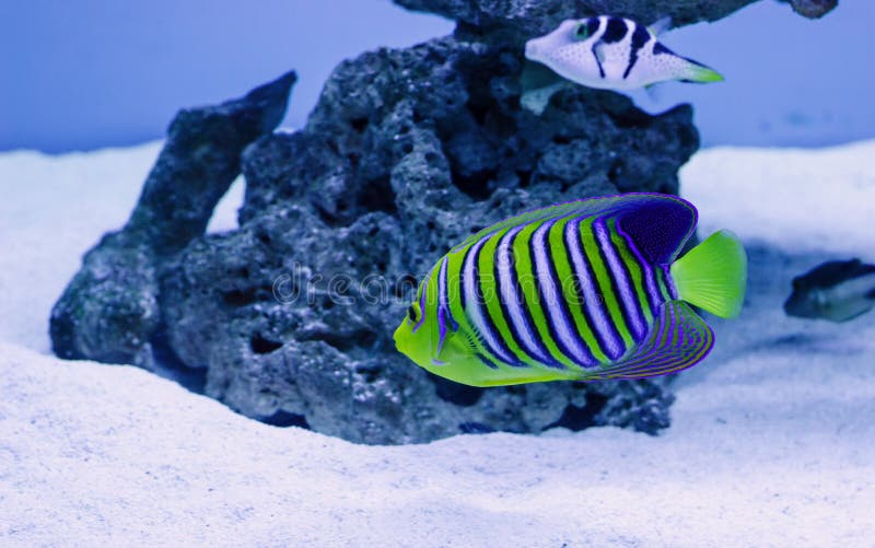 Diacanthus de Pygoplites photo stock. Image du aquarium - 31359082