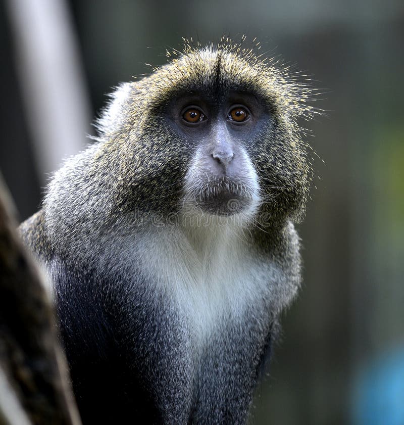 Blauer Affe stockfoto. Bild von vogel, park, blau, eingebürgert - 36474852