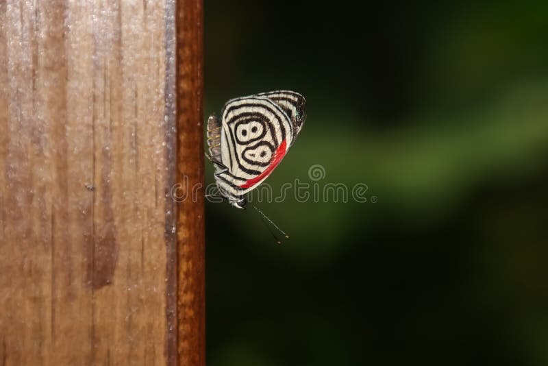The Very Rare Apollo Butterfly Stock Photo - Image of nectar ...