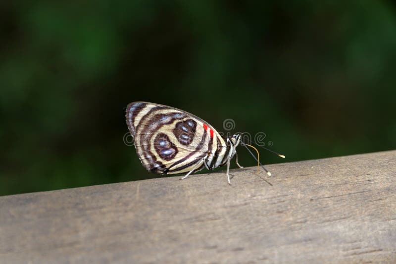 Diaethria anna, Iguazu stockbild. Bild von basisrecheneinheiten - 162488939