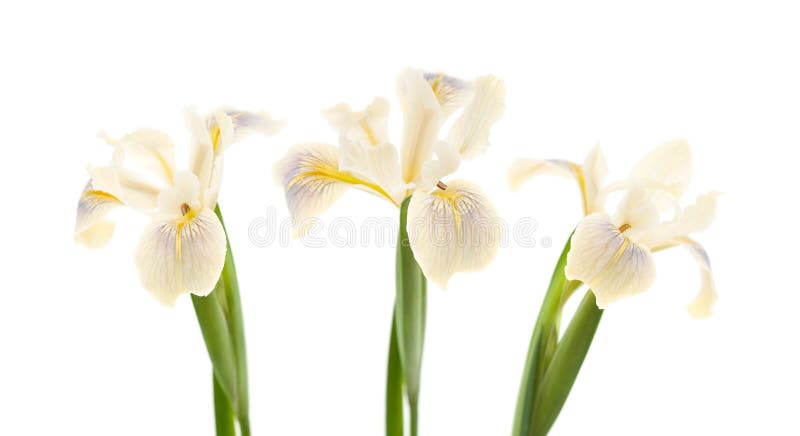 Fondo Color De Rosa Amarillo Claro Imagen de archivo - Imagen de color ...