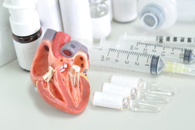 Human heart . stock image. Image of organ, circulatory - 16514545